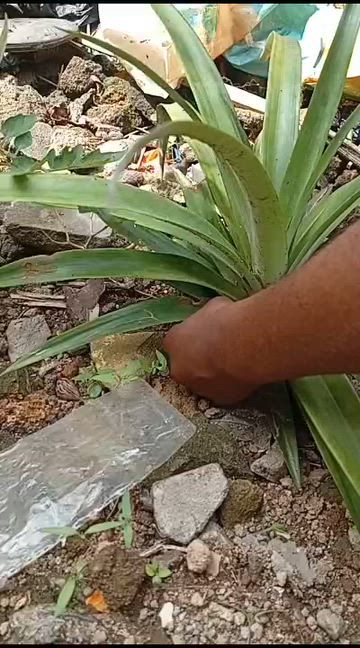 Lateefat Olumakinde's post on Goodwall - #plant. This image shows where ...