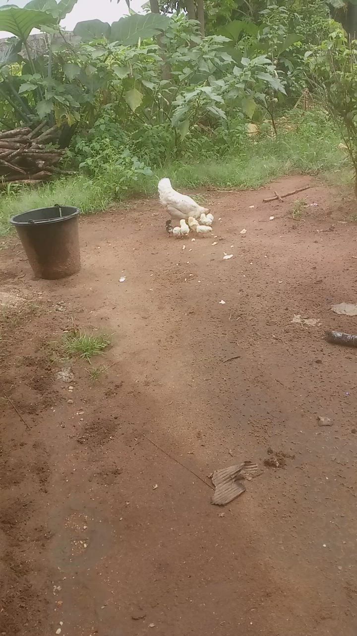 Kate Uwalaka's post on Goodwall - This video shows common local fowl ...